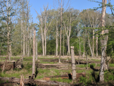 Woodlands Nature Watch: Best place in LBL to see a huge diversity of ...